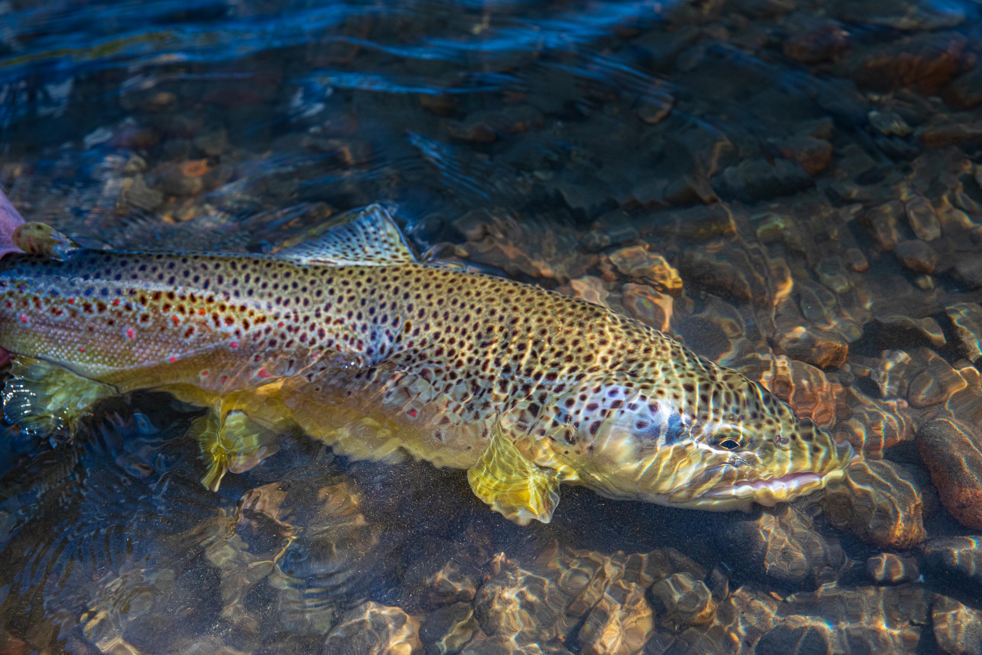 Fly fishing travel specials | Hatch Adventure Travel