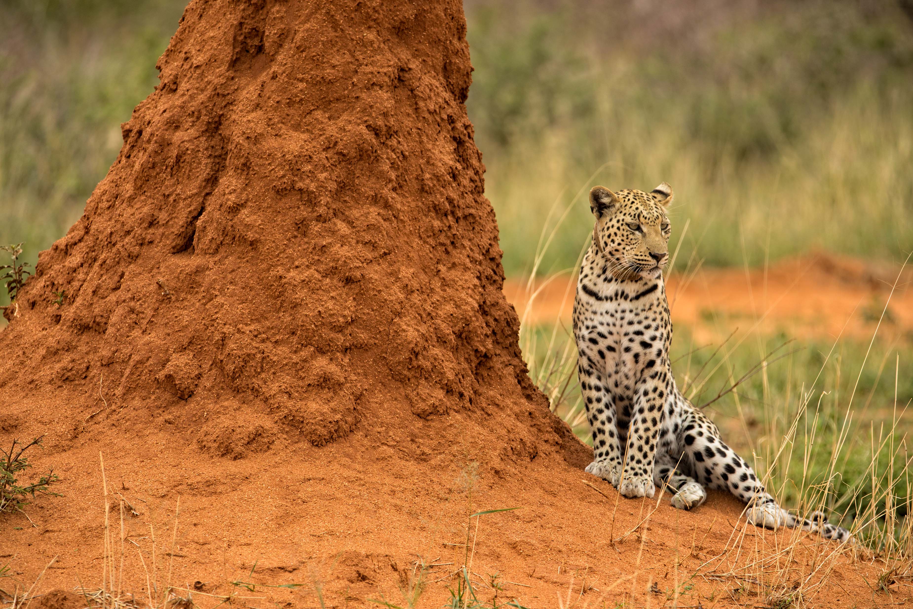 Namibia Tours and Safaris | Full immersion into an African wonderland ...