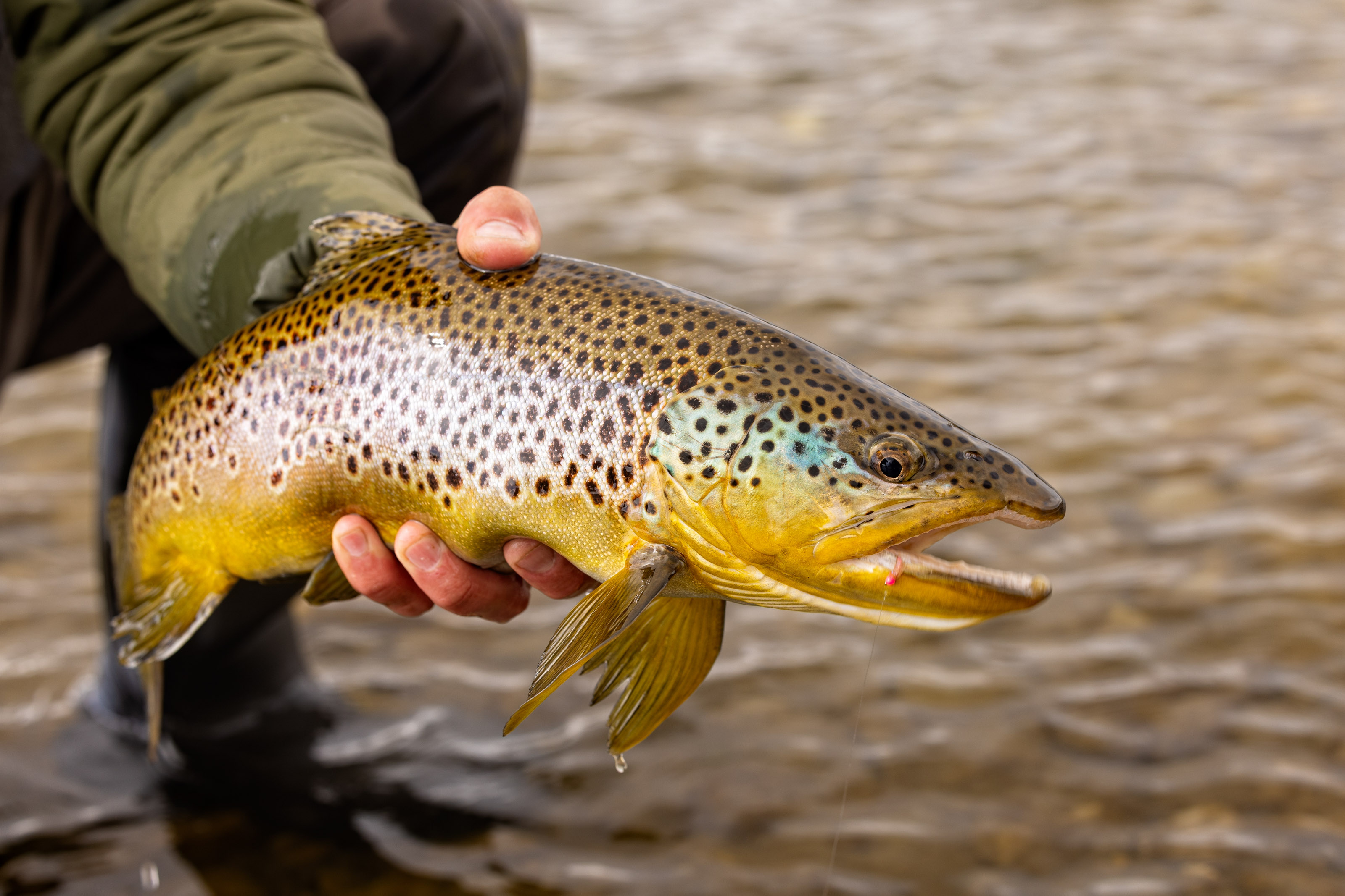 River Rock Lodge | A trophy trout destination on Montana's Bighorn ...